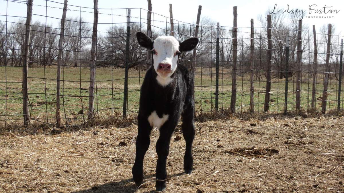 New Baby Calves | Lindsey Fuston